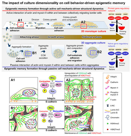Cell Behavioral Dynamics as a Cue in Optimizing Culture Stabilization ...