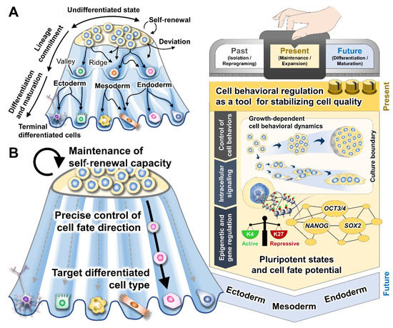Cell Behavioral Dynamics as a Cue in Optimizing Culture Stabilization ...
