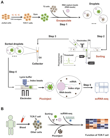 Droplet Microfluidics Enables Tracing of Target Cells at the Single ...