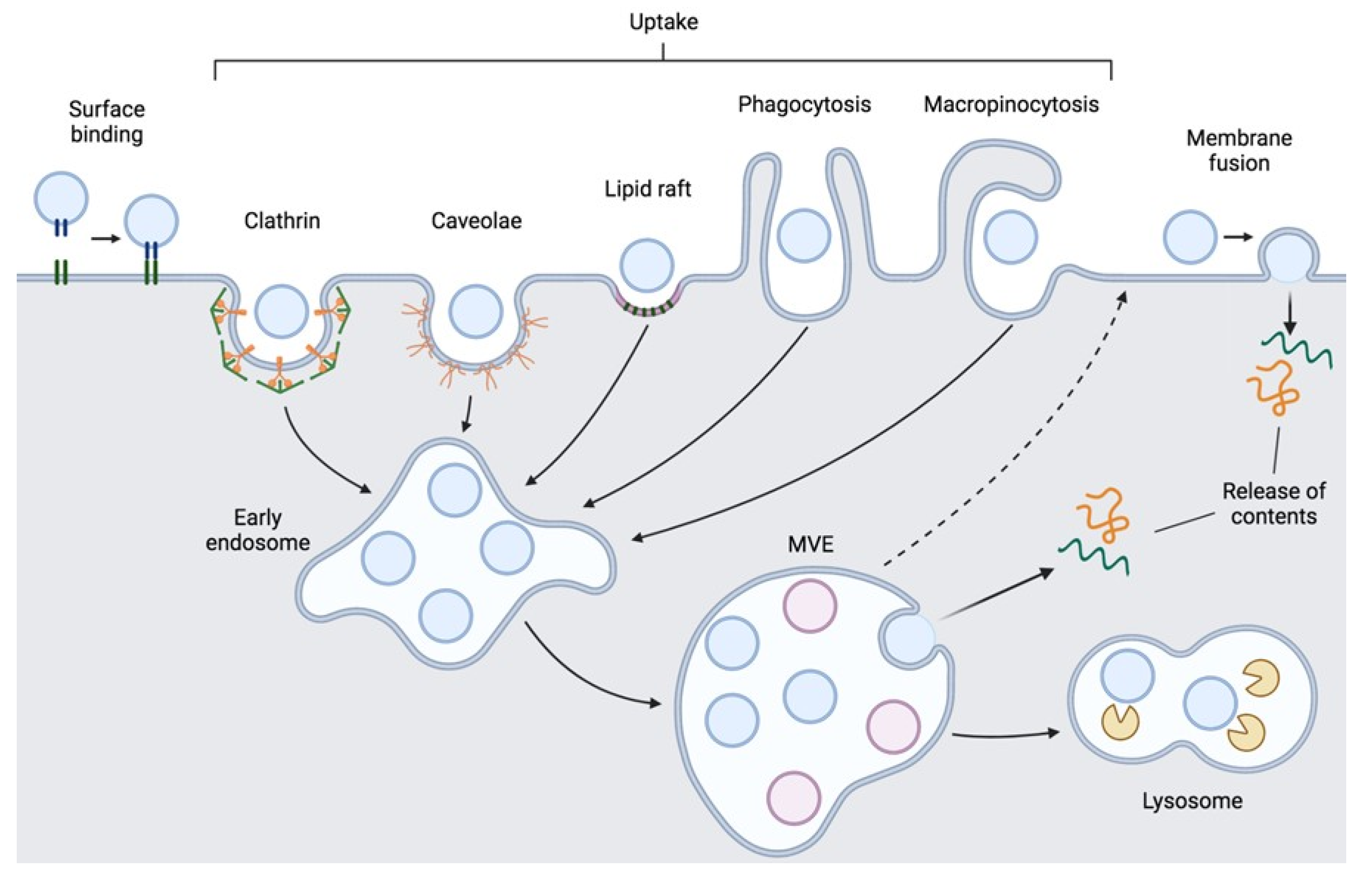 From Promise to Reality: Bioengineering Strategies to Enhance the ...