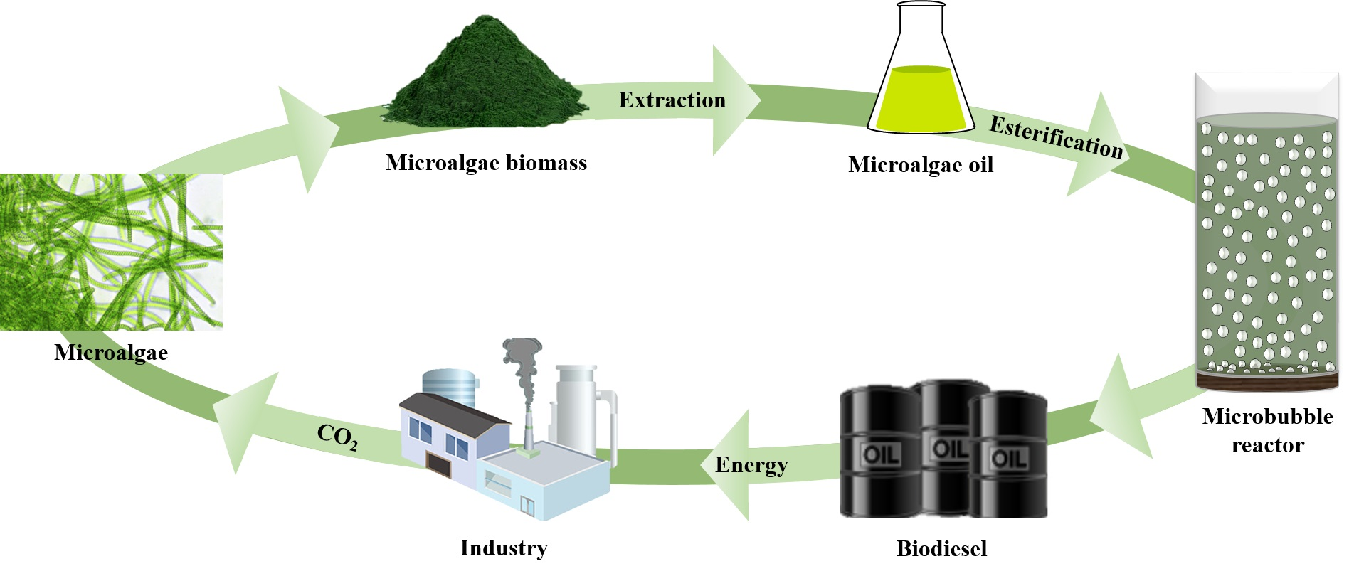 Bioengineering | Free Full-Text | Kinetics of Biodiesel Production from Microalgae Using ...