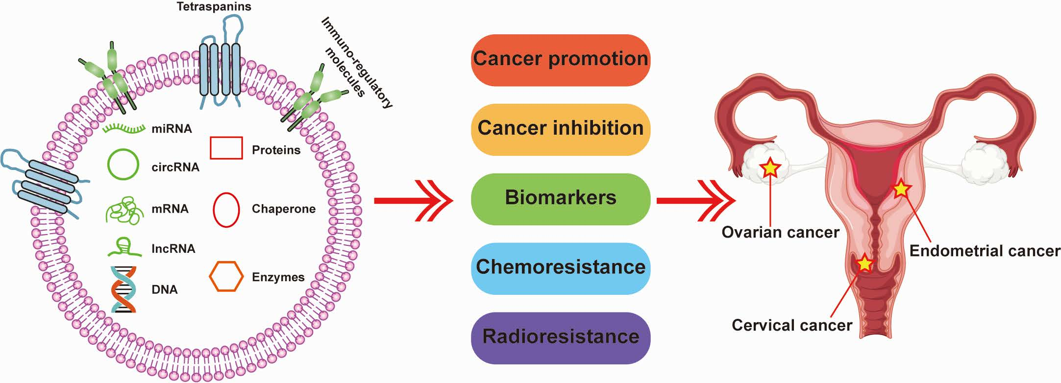 Bioengineering | Free Full-Text | Application of Extracellular Vesicles ...
