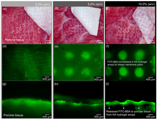 5-Fluorouracil-Immobilized Hyaluronic Acid Hydrogel Arrays on an ...