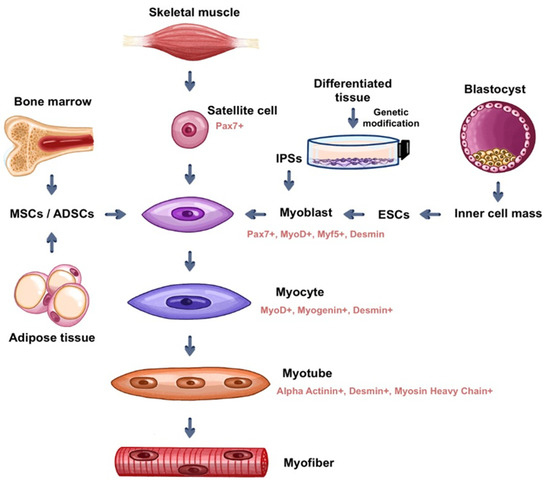 Tissue Engineering Applied to Skeletal Muscle: Strategies and Perspectives