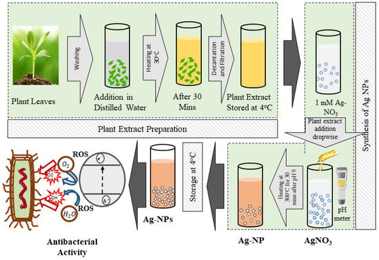 Phyto-Synthesis, Characterization, and In Vitro Antibacterial Activity of Silver Nanoparticles ...