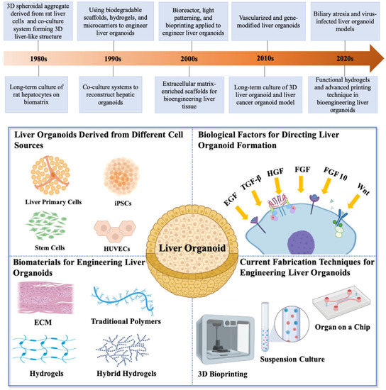 Bioengineering Liver Organoids for Diseases Modelling and Transplantation