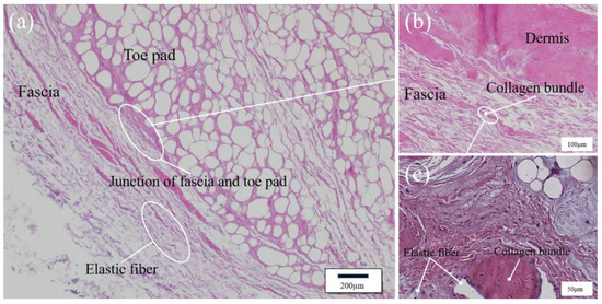 The Bionic High-Cushioning Midsole of Shoes Inspired by Functional ...