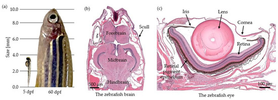 Optical Coherence Tomography Is a Promising Tool for Zebrafish-Based ...