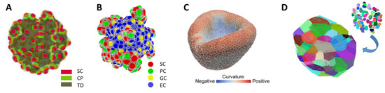 Organoid Cultures In Silico: Tools or Toys?
