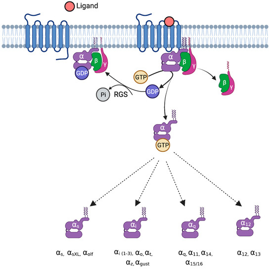 Role of G-Proteins and GPCRs in Cardiovascular Pathologies