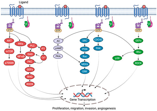 Bioengineering | Free Full-Text | Role of G-Proteins and GPCRs in ...