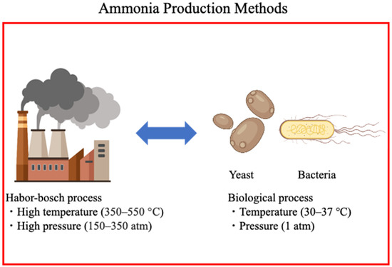 Ammonia Production Using Bacteria and Yeast toward a Sustainable Society