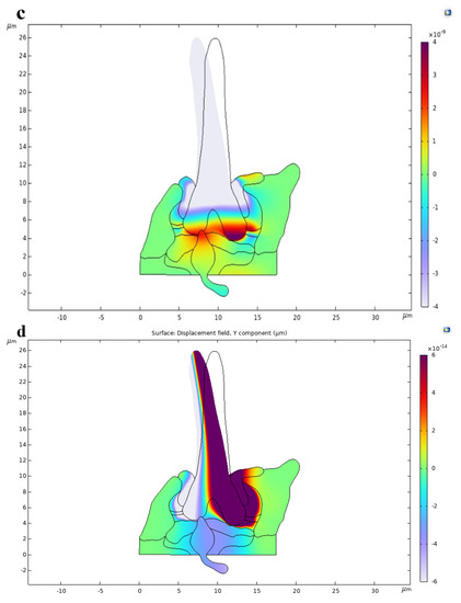 Ultrastructure of a Mechanoreceptor of the Trichoid Sensilla of the ...