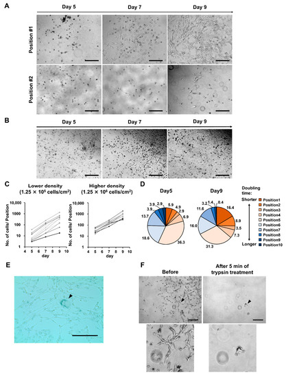 Optimizing the Seeding Density of Human Mononuclear Cells to Improve ...