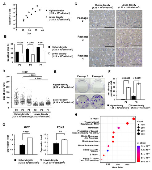 Optimizing the Seeding Density of Human Mononuclear Cells to Improve ...