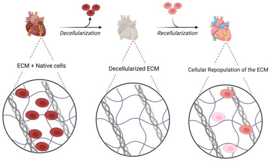 Whole-Heart Tissue Engineering and Cardiac Patches: Challenges and Promises