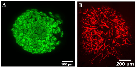 Vascularized Tissue Organoids