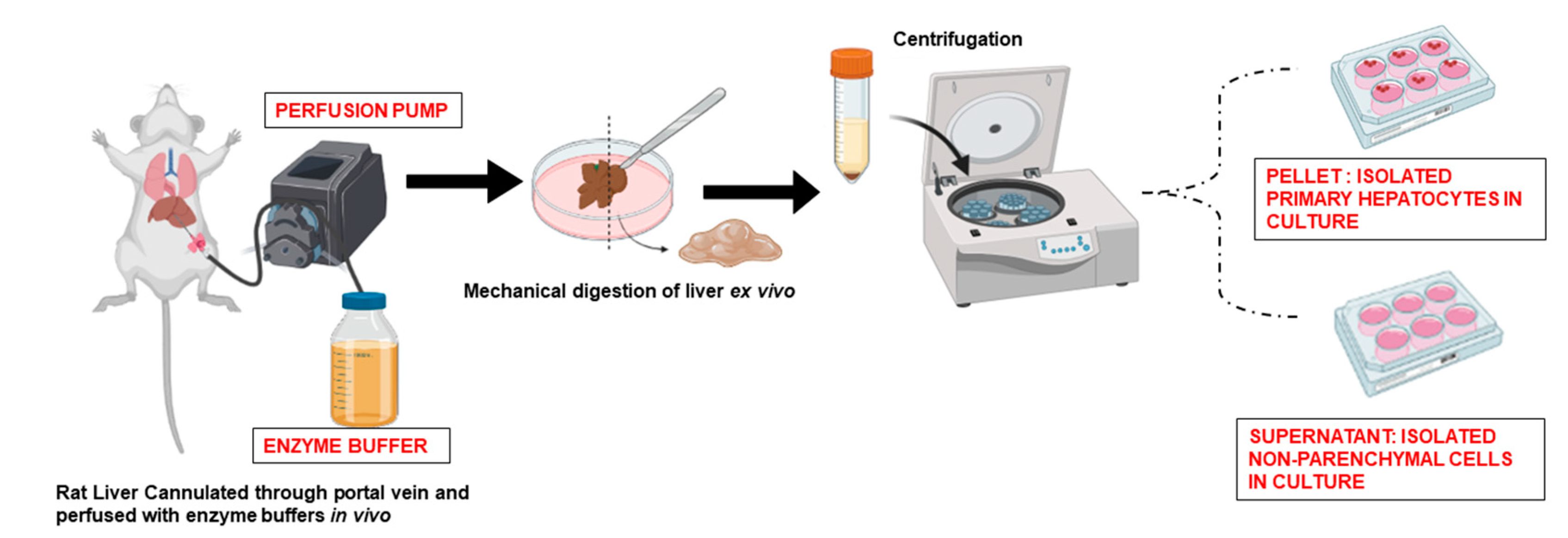 Isolation Of Primary Cell Samples A Flow Chart Showing The Isolation ... Isolation Of Primary Cell Samples A Flow Chart Showing The Isolation ...