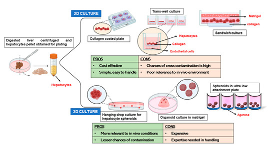 Primary Hepatocyte Isolation and Cultures: Technical Aspects, Challenges and Advancements