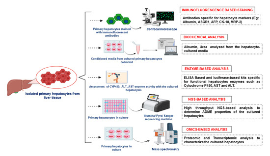 Primary Hepatocyte Isolation and Cultures: Technical Aspects ...