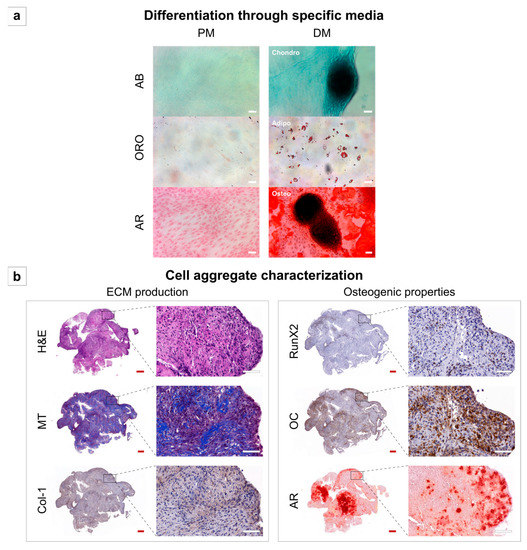 A New Osteogenic Membrane to Enhance Bone Healing: At the Crossroads ...