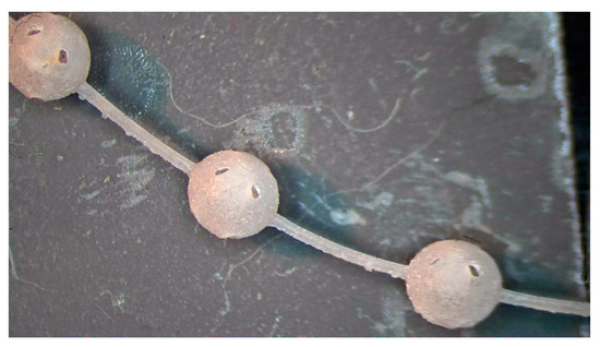 Beads for Cell Immobilization: Comparison of Alternative Additive ...