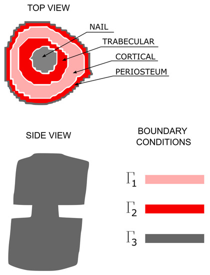 Three-Dimensional Computational Model Simulating the Initial Callus Growth during Fracture ...