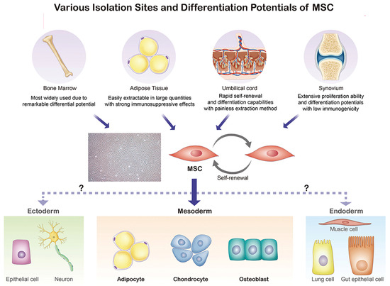 Advances in Mesenchymal Stem Cell Therapy for Osteoarthritis: From Preclinical and Clinical ...