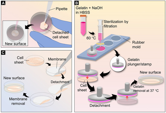 Recent Advances in Cell Sheet Engineering: From Fabrication to Clinical ...