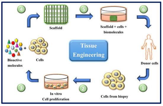 Bioengineering | Free Full-Text | Polymeric Materials, Advances and ...