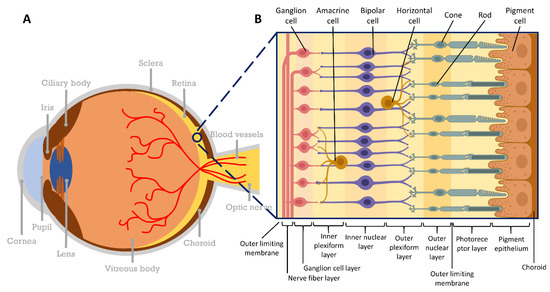 The Potential Effects of Light Irradiance in Glaucoma and ...
