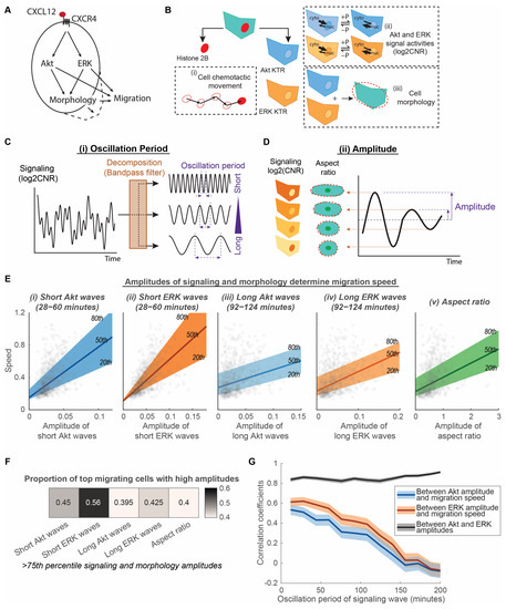 Oscillatory ERK Signaling and Morphology Determine Heterogeneity of ...