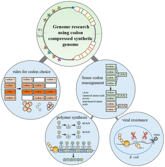 Investigation of Genome Biology by Synthetic Genome Engineering