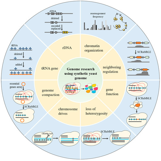 Bioengineering | Free Full-Text | Investigation of Genome Biology by ...