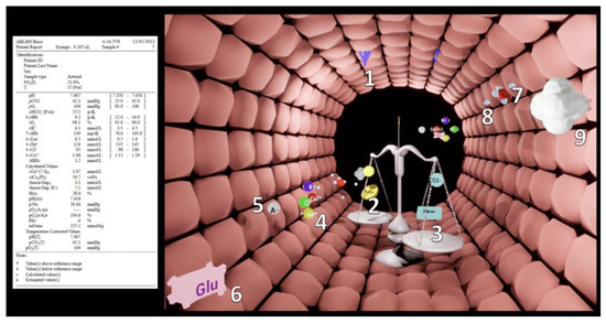 Visual Blood, a 3D Animated Computer Model to Optimize the ...