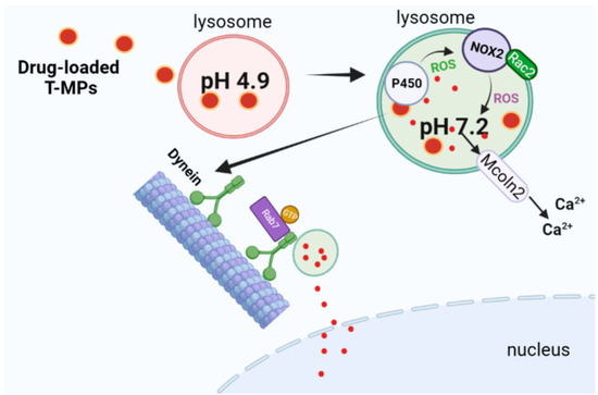 Challenges and Opportunities for Extracellular Vesicles in Clinical ...