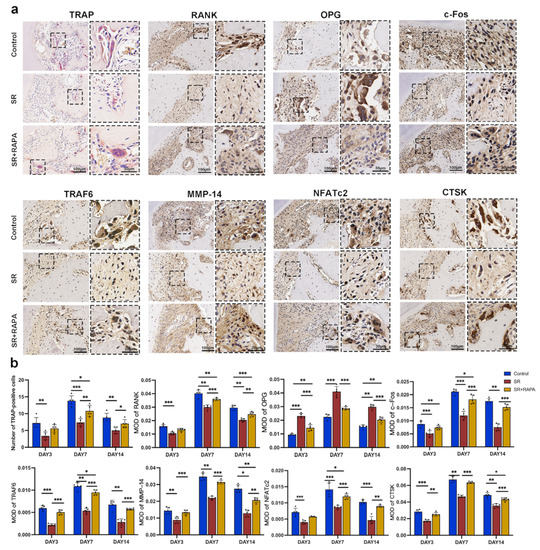 Strontium Ranelate Inhibits Osteoclastogenesis through NF-κB-Pathway ...