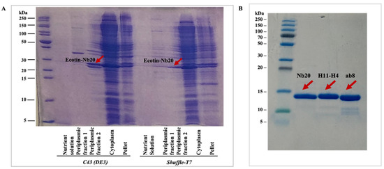 A Novel Fusion Protein System for the Production of Nanobodies and the ...