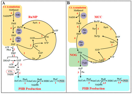Engineering Escherichia coli for Poly-β-hydroxybutyrate Production from Methanol