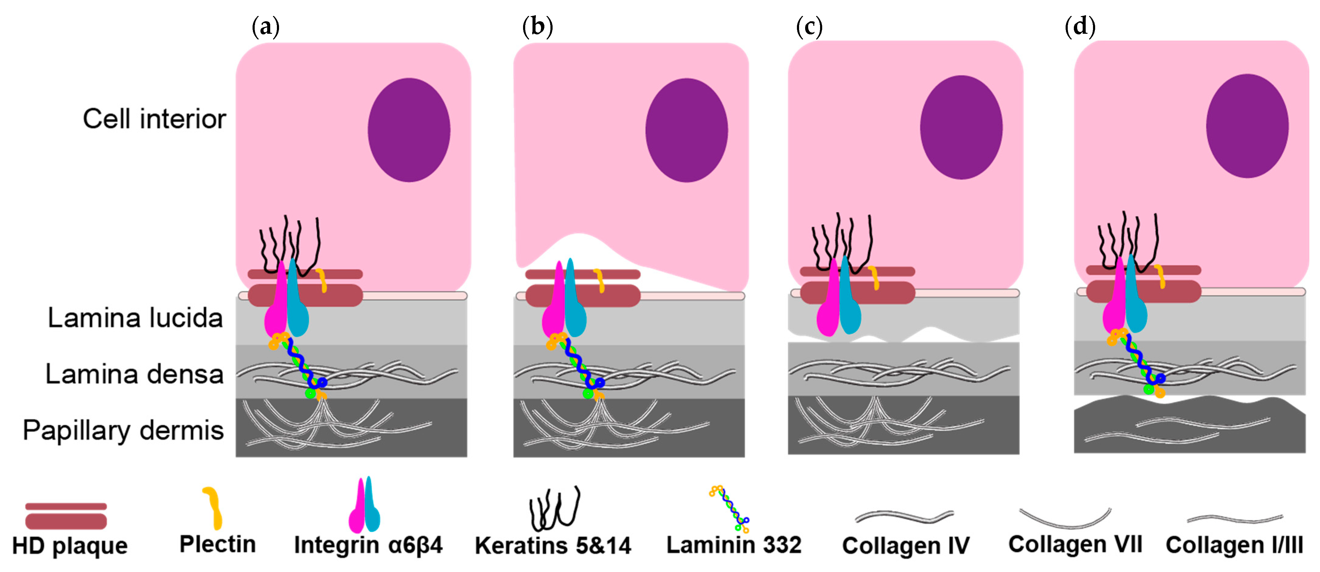 Stem Cell Therapies for Epidermolysis Bullosa Treatment