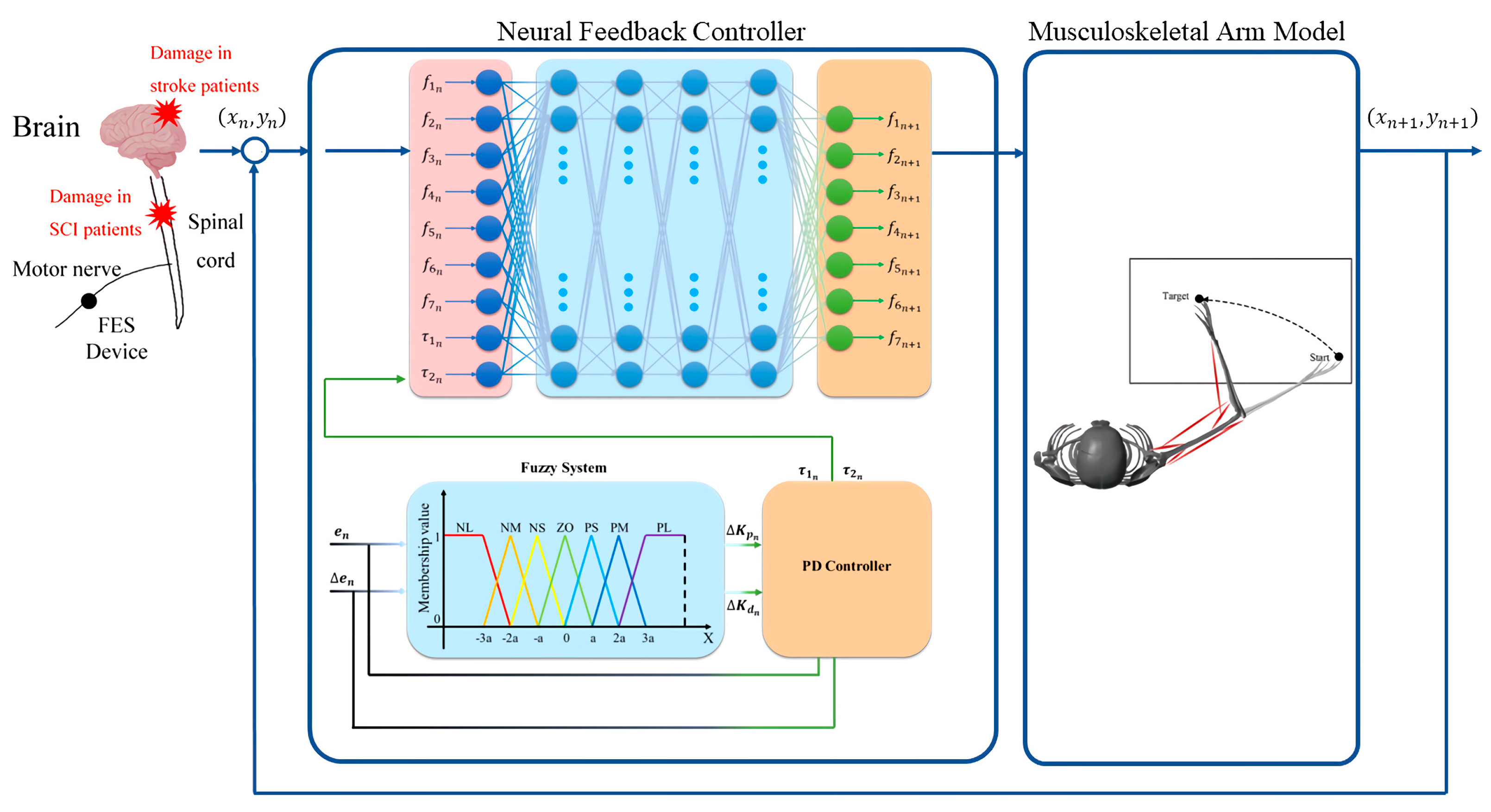 Neuromechanics-Based Neural Feedback Controller for Planar Arm Reaching ...