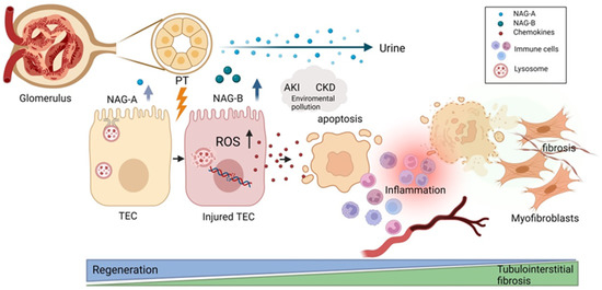 Revisiting the Role of NAG across the Continuum of Kidney Disease