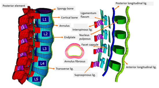 Biomechanical Effects of a Novel Pedicle Screw W-Type Rod Fixation for ...