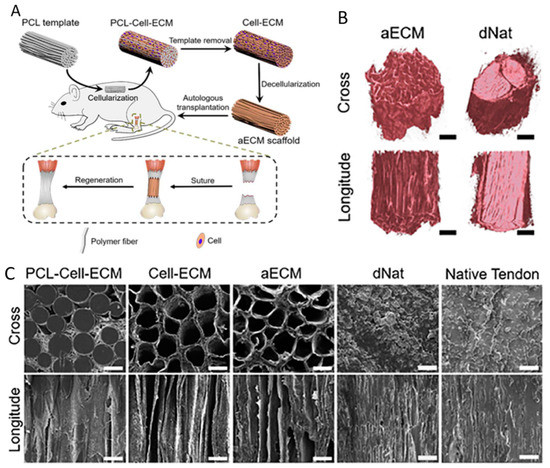 Bioengineering | Free Full-Text | Engineering Cell–ECM–Material ...