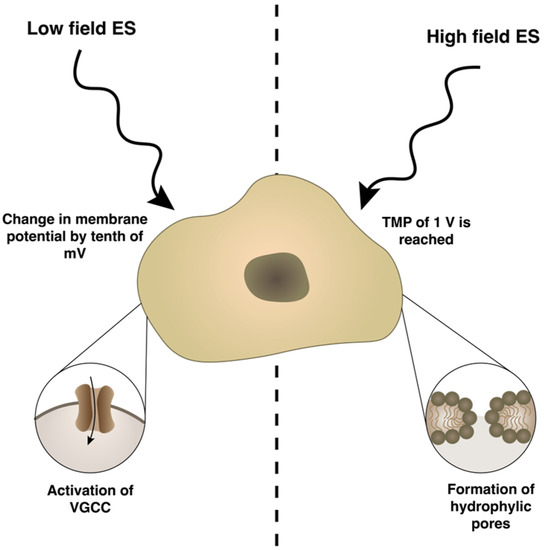 Electrical Stimulation in Cartilage Tissue Engineering
