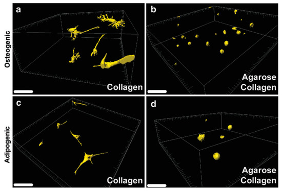 Characterization of Biocompatibility of Functional Bioinks for 3D ...