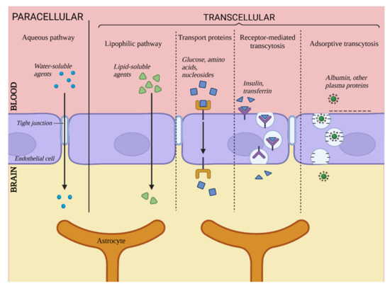 Experimental Models to Study the Functions of the Blood–Brain Barrier