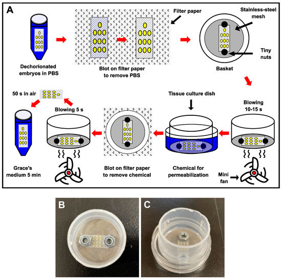 An Effective Chemical Permeabilization of Silkworm Embryos