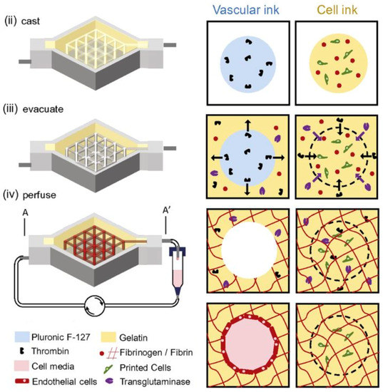 3D Bioprinting for Vascularization