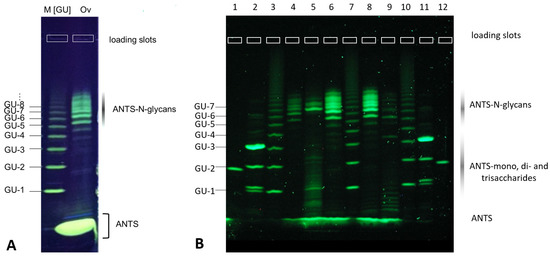 Seamless Coupling of Chemical Glycan Release and Labeling for an ...